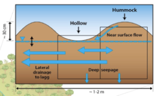 SPRUCE Representing Northern Peatland Microtopography and Hydrology ...